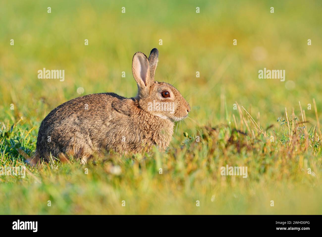 Wild rabbit (Oryctolagus cuniculus), North Rhine-Westphalia, Germany ...