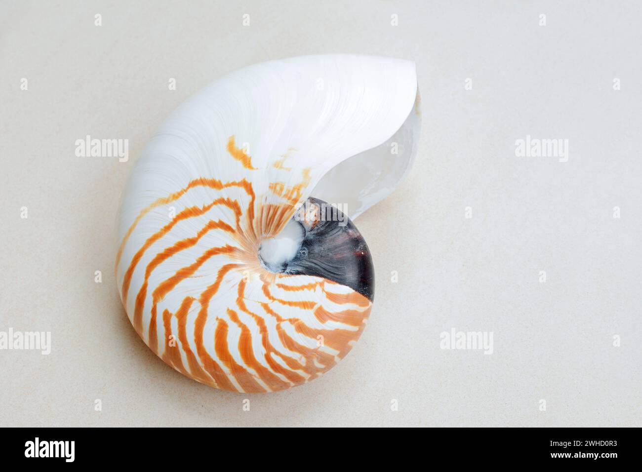 Shell of the pearl boat (Nautilus sp Stock Photo - Alamy