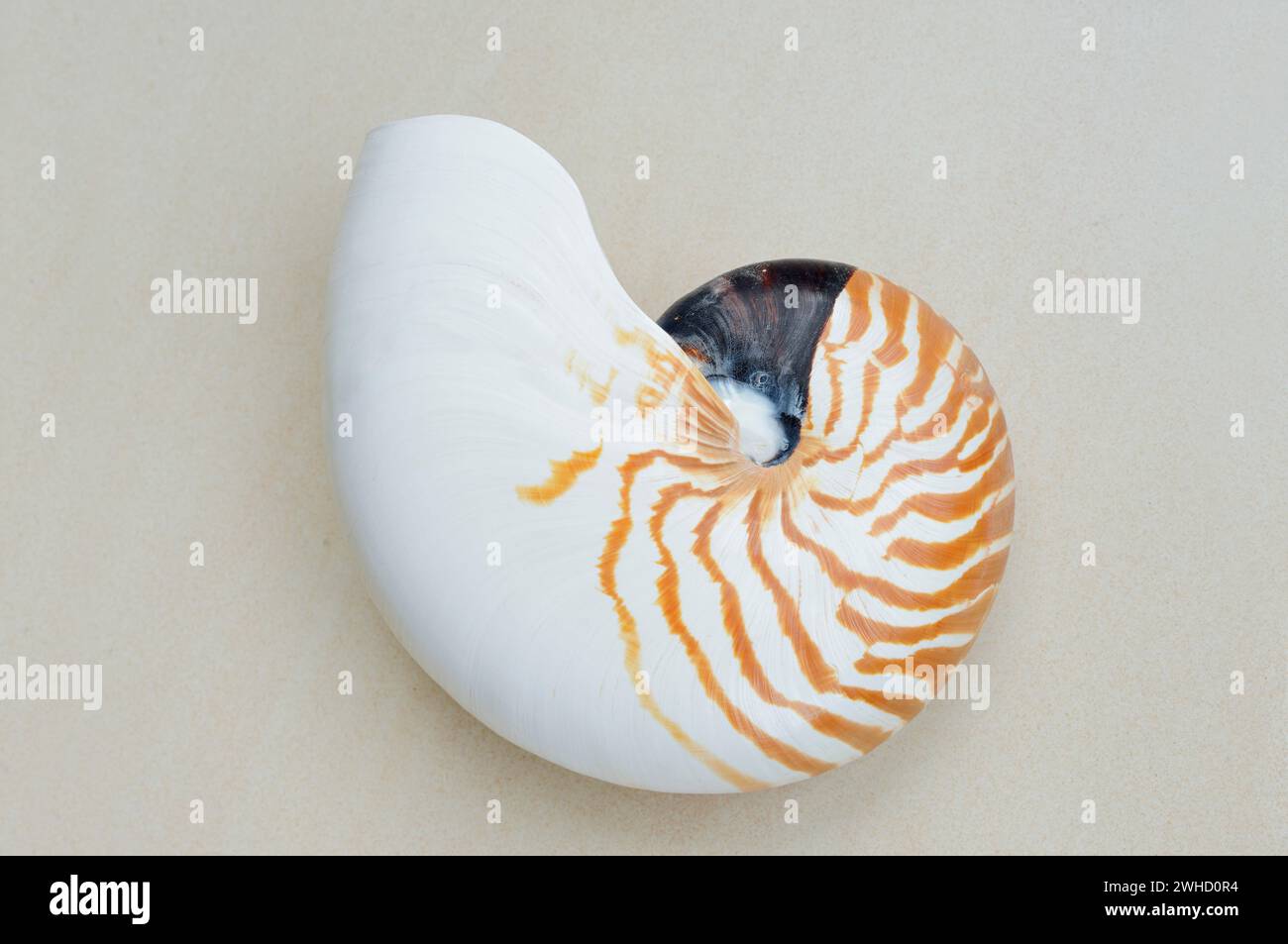 Shell of the pearl boat nautilus sp hi-res stock photography and images ...