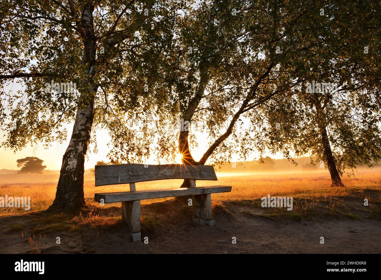 Hanging birch trees betula pendula and bench at sunrise hi-res stock ...