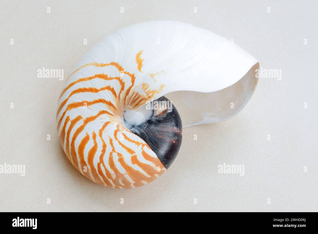 Shell of the pearl boat nautilus sp hi-res stock photography and images ...