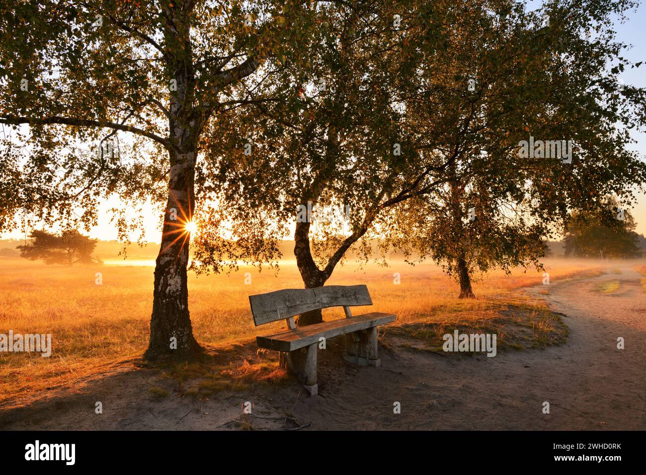 Hanging birch trees (Betula pendula) and bench at sunrise, Westruper ...