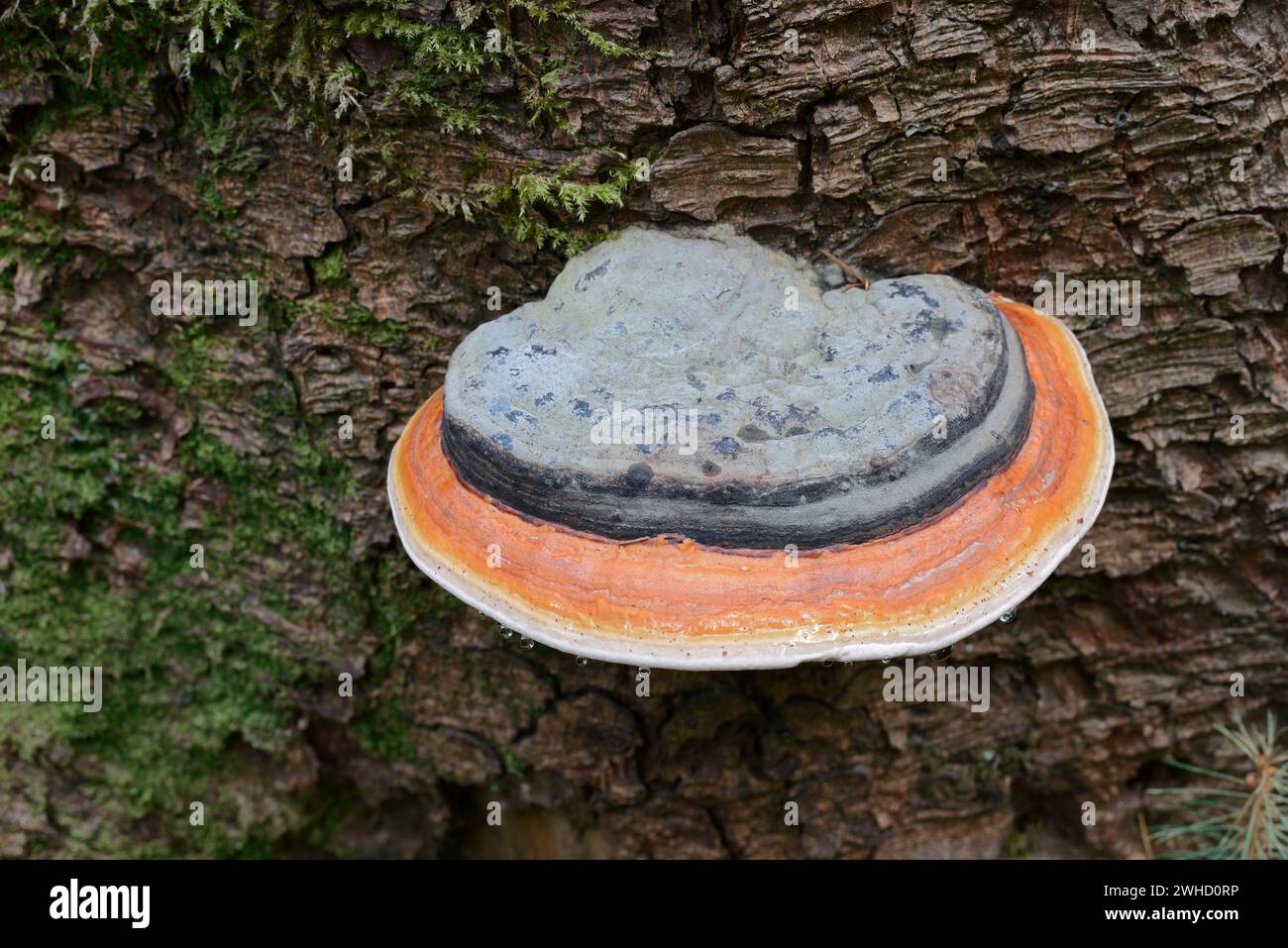 Red edged tree fungus or spruce spore fomitopsis pinicola hi-res stock ...