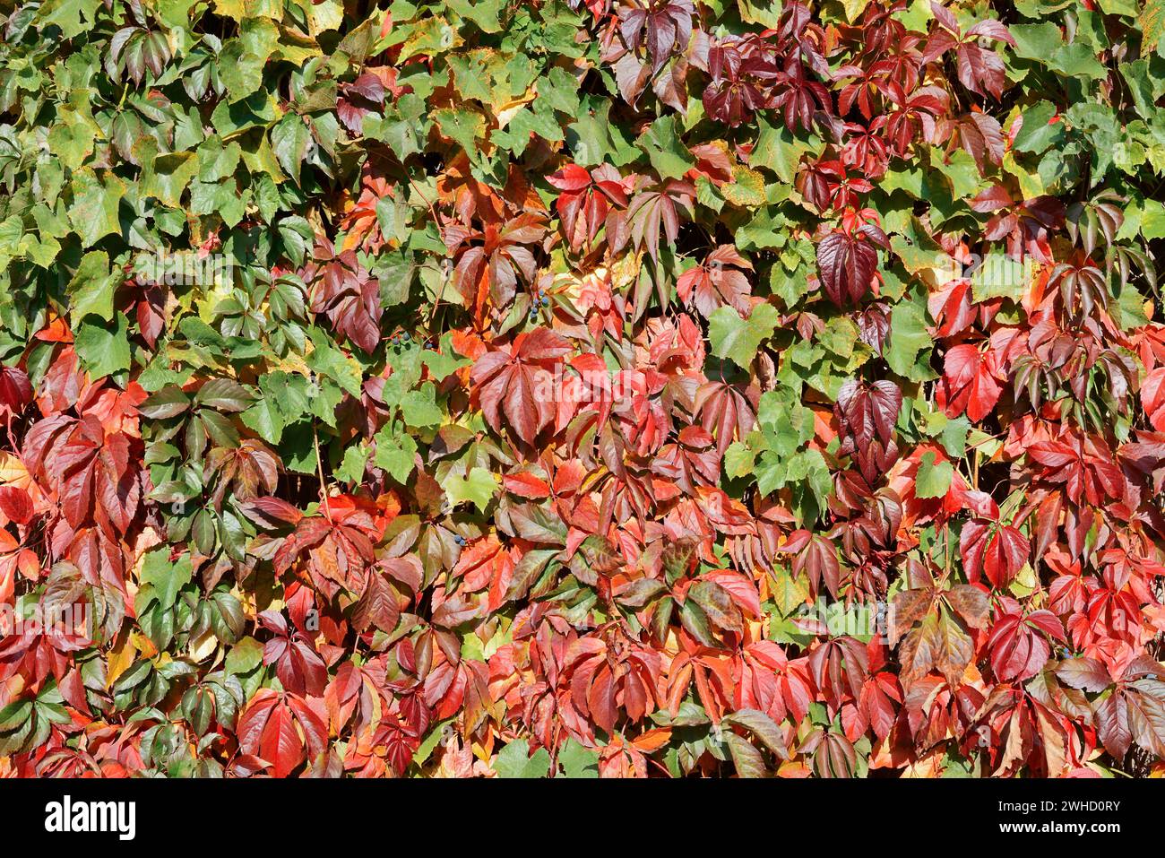 Self climbing maiden vine parthenocissus quinquefolia and grapevine ...