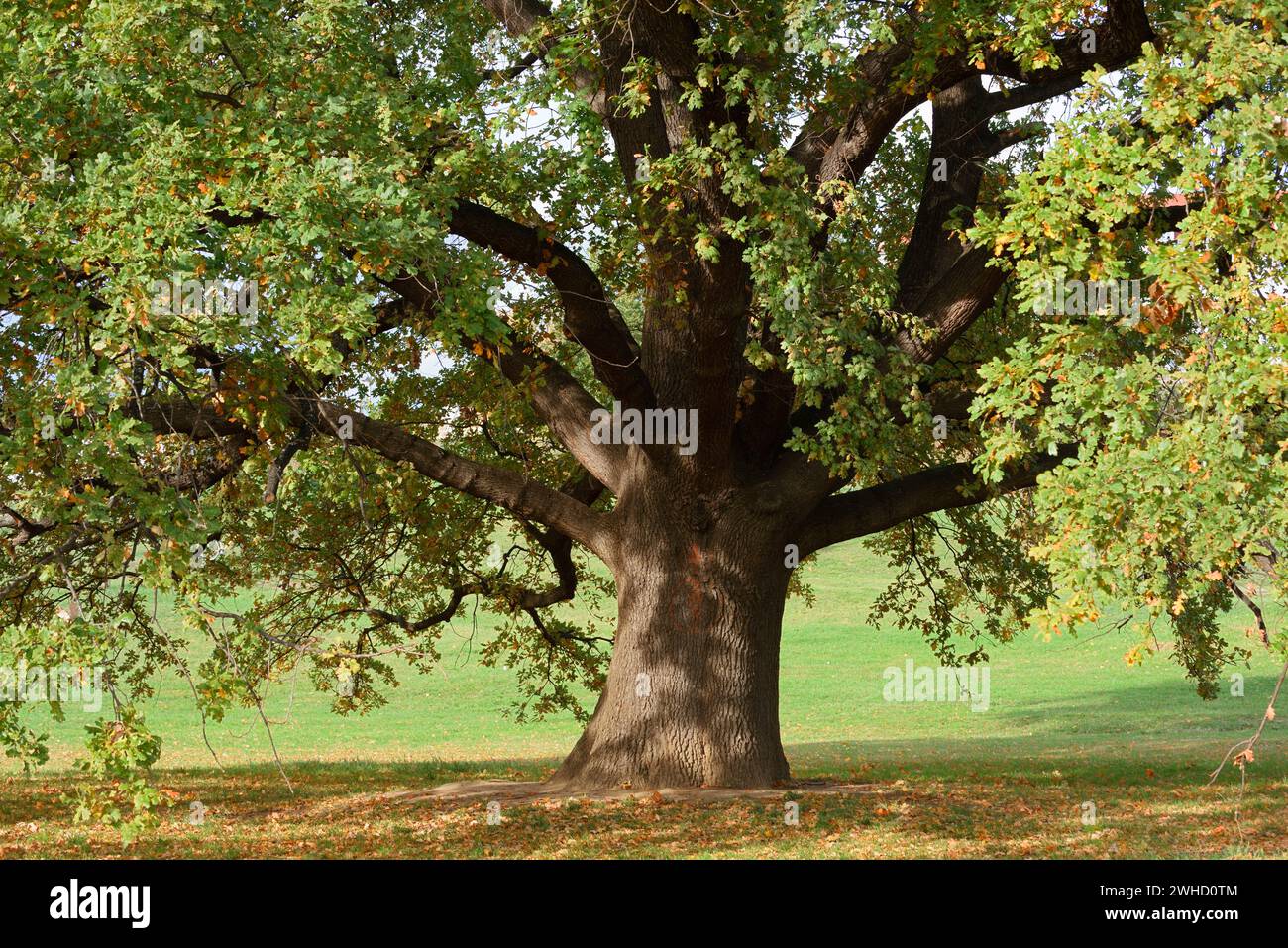 Quercus pedunculata in fall hi-res stock photography and images - Alamy