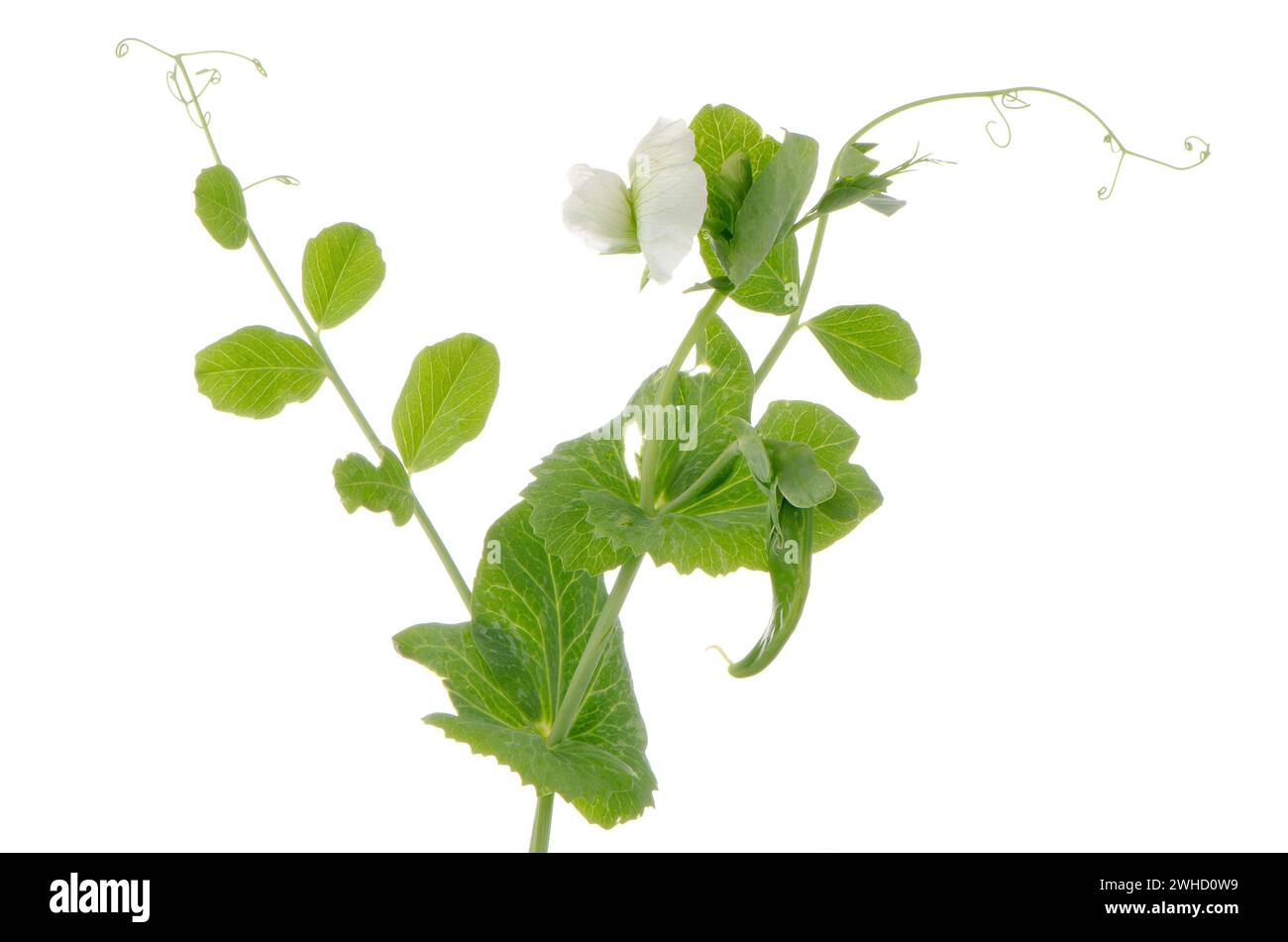 Green bean flower plant Cut Out Stock Images & Pictures - Alamy