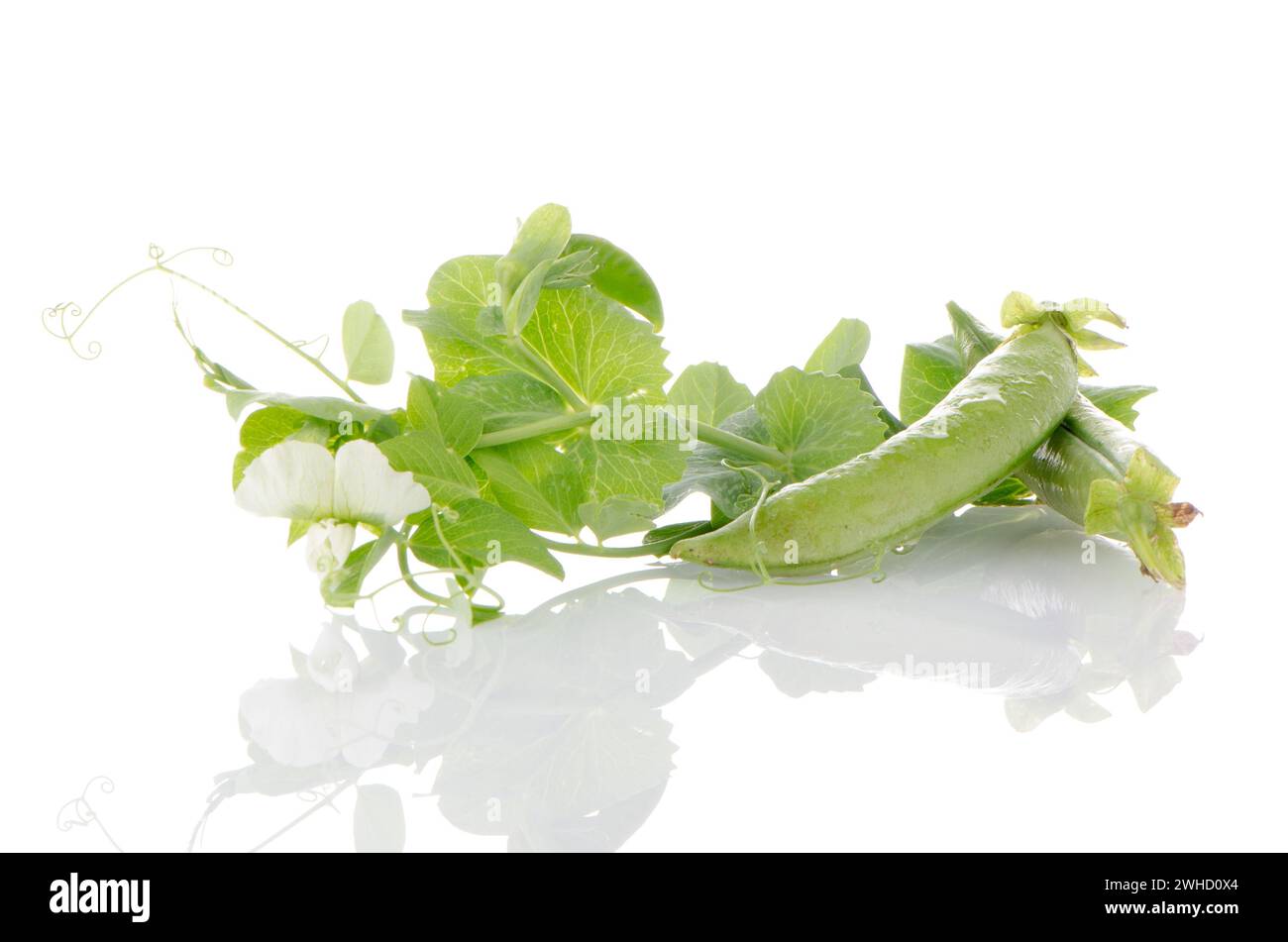Fresh green pea pod on white background Stock Photo - Alamy