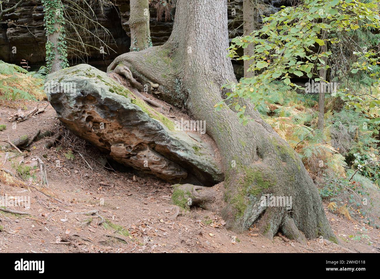 Roots growing into rock hi-res stock photography and images - Alamy
