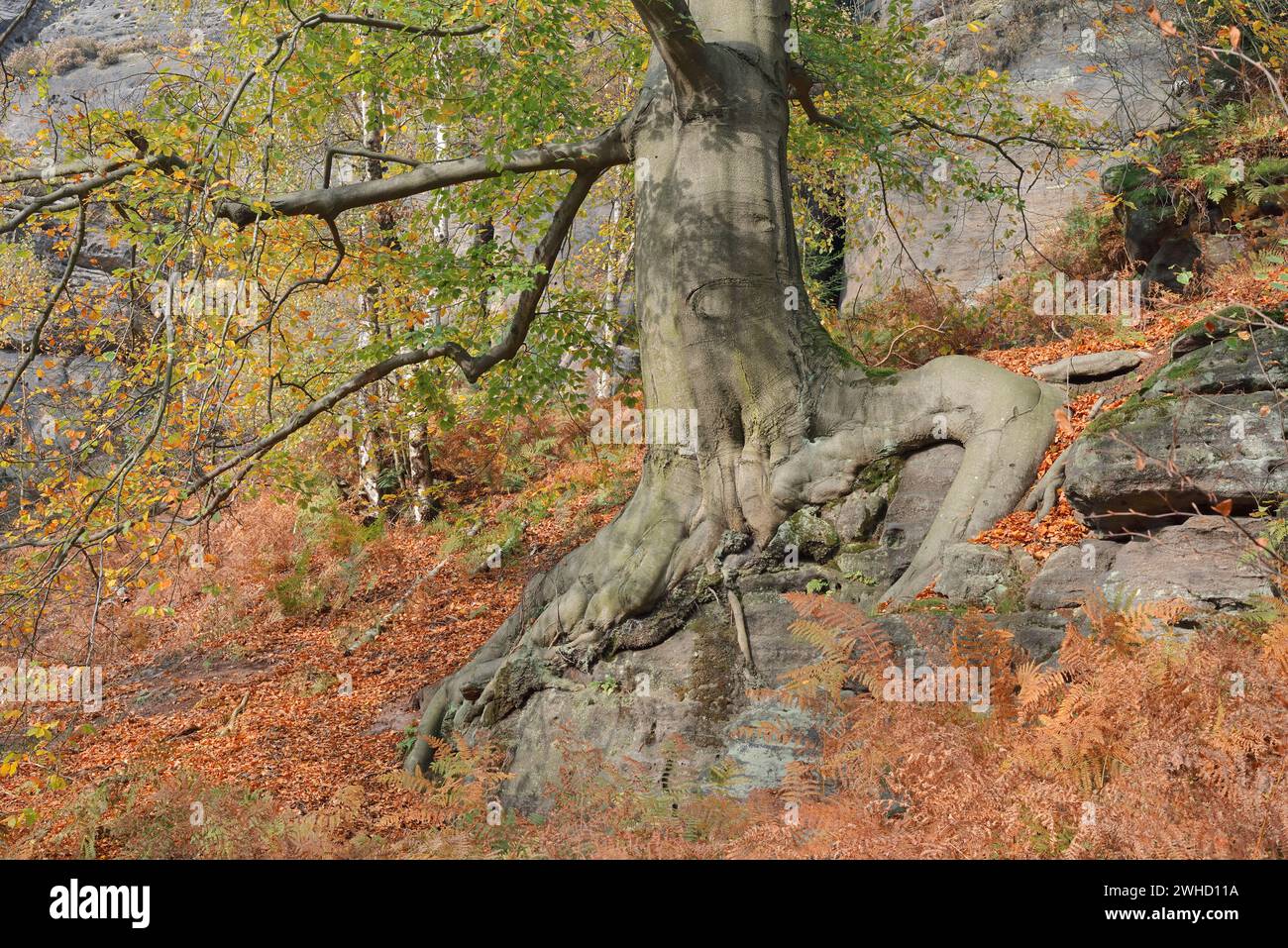 Roots growing into rock hi-res stock photography and images - Alamy