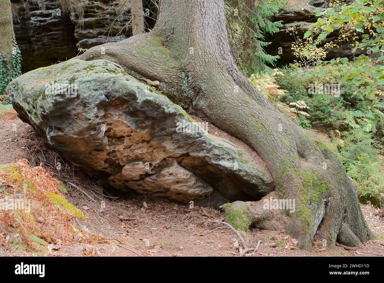 Roots growing into rock hi-res stock photography and images - Alamy