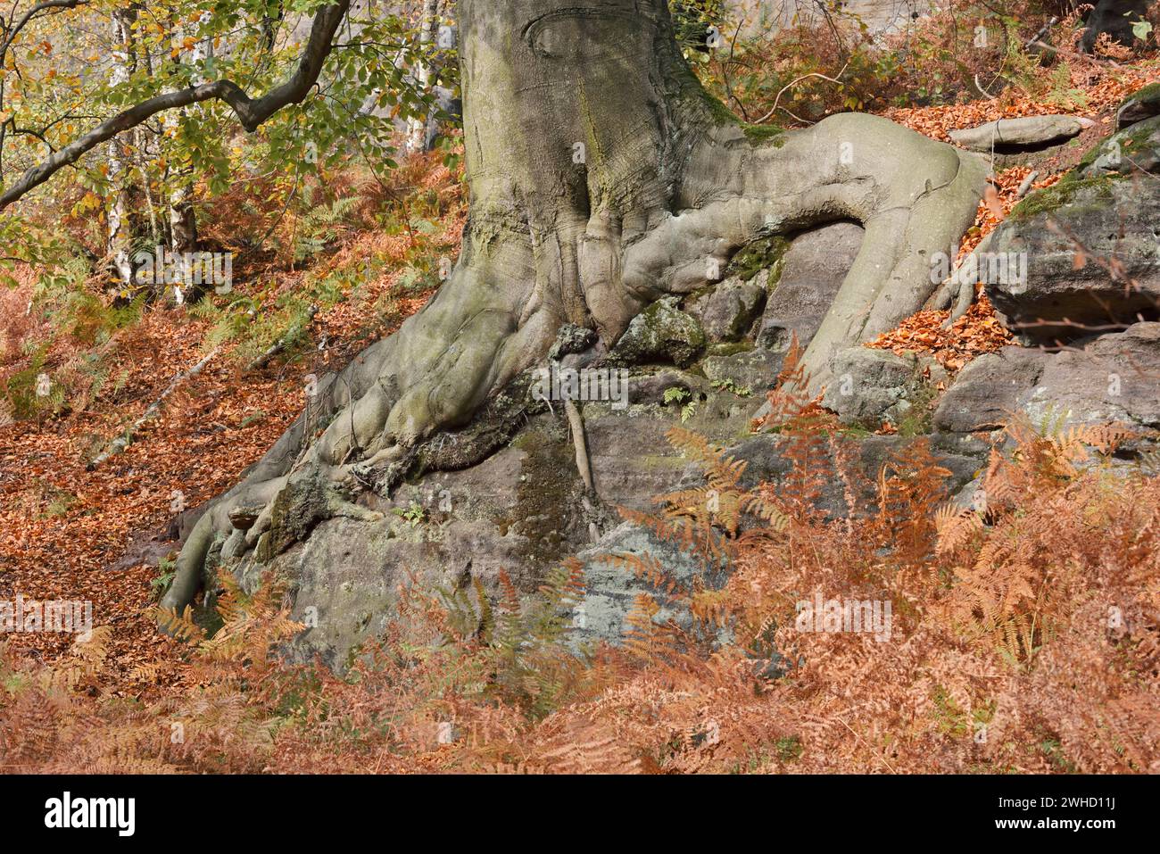 Roots growing into rock hi-res stock photography and images - Alamy