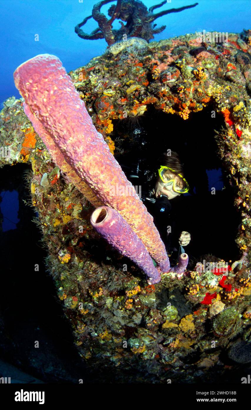 Diving in the Caribbean - tube sponge, Caribbean, Central America Stock ...