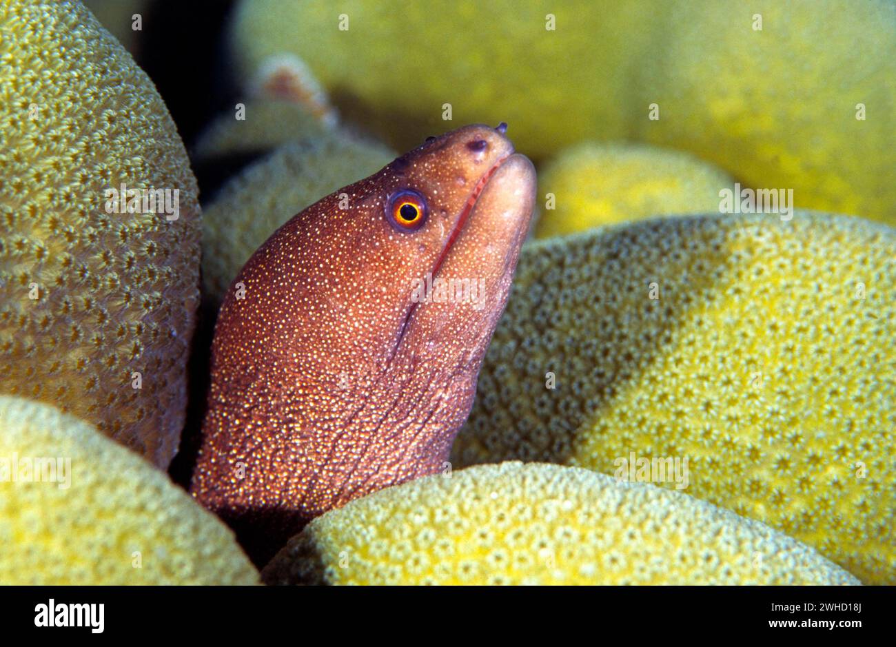 Rainbow moray eels, Caribbean, Central America Stock Photo - Alamy