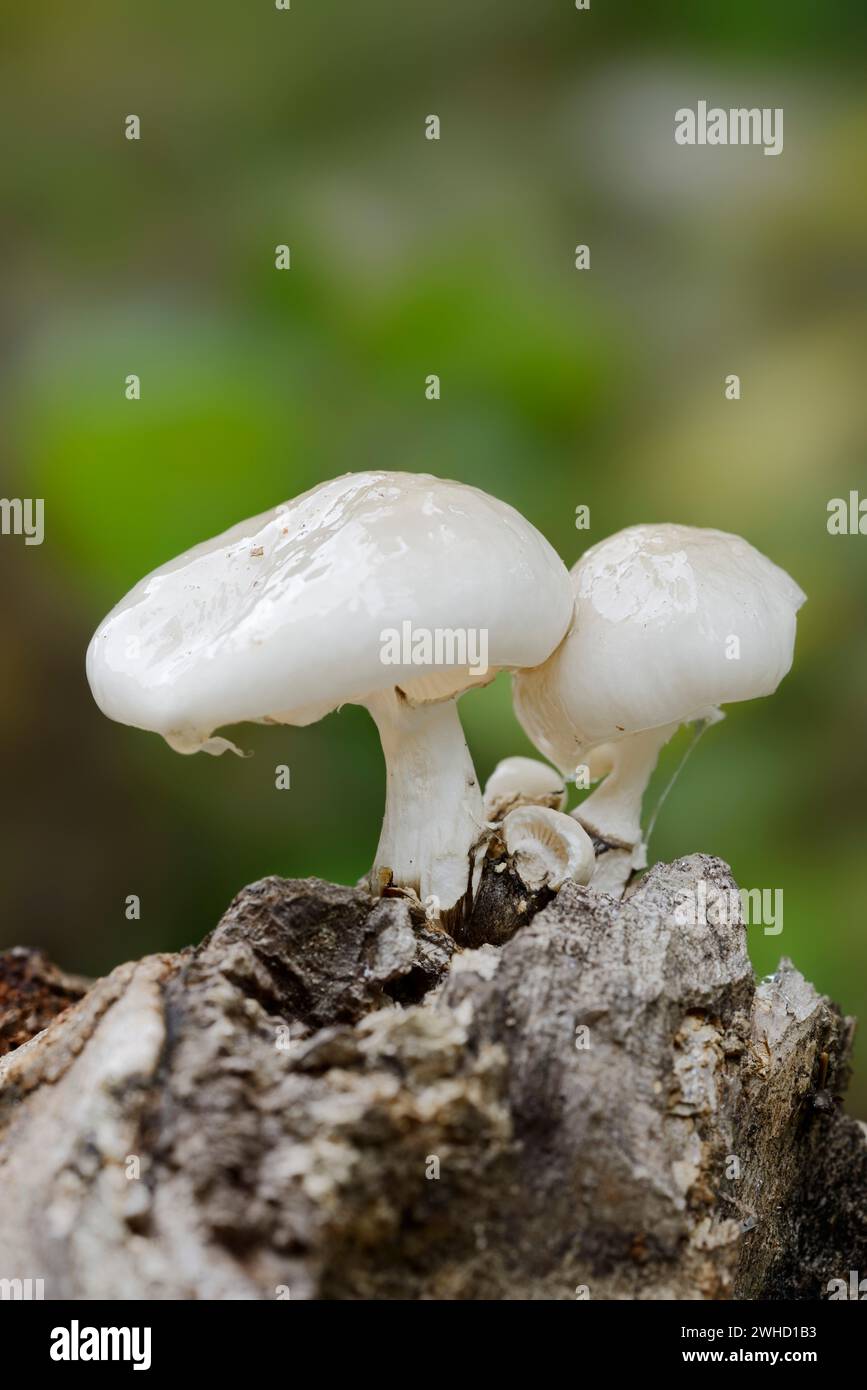 Beech slime beetle hi-res stock photography and images - Alamy