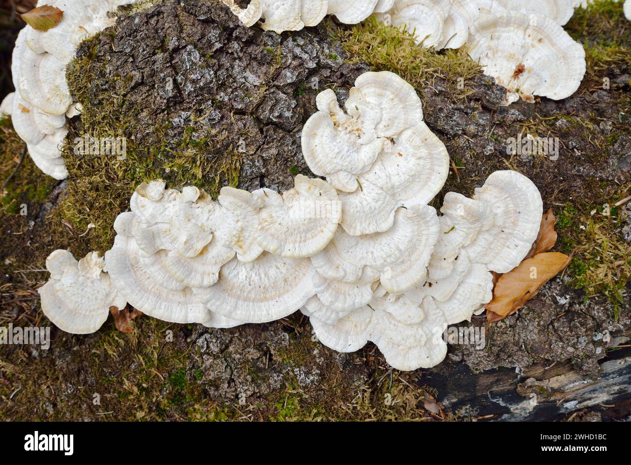 Trametes pubescens hi-res stock photography and images - Alamy