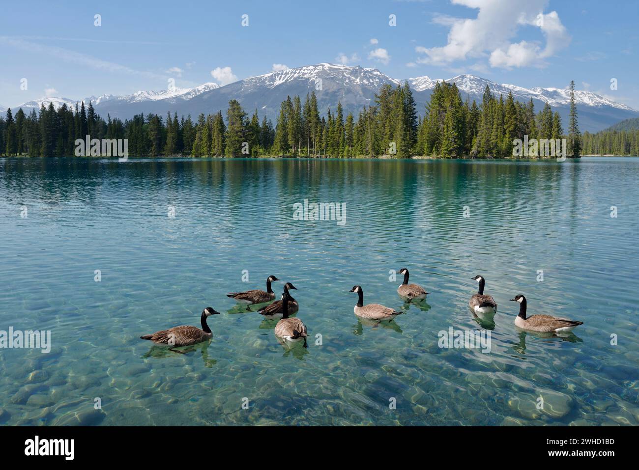 Jasper national park peaks animal hi-res stock photography and images ...