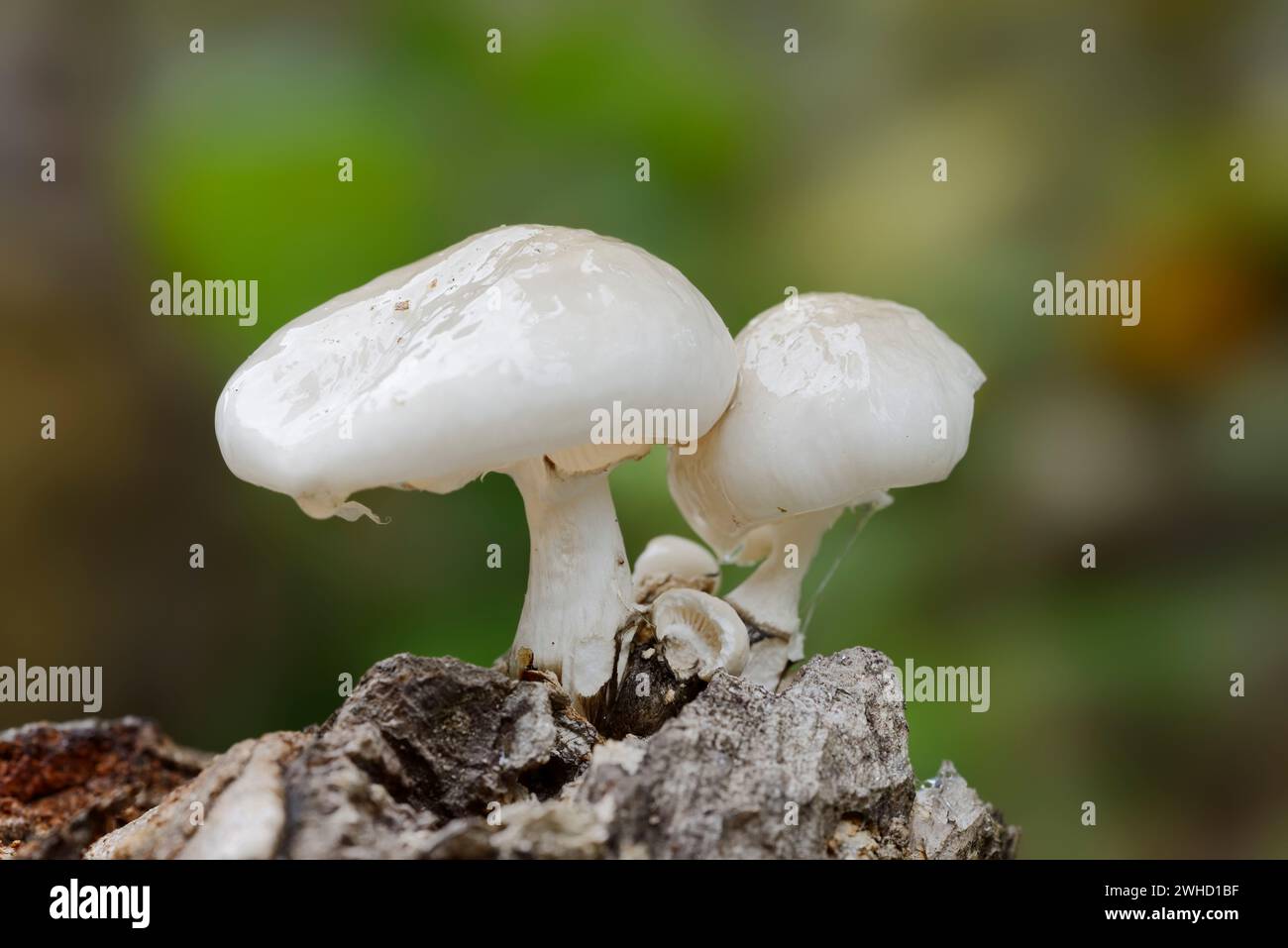 Beech slime beetle hi-res stock photography and images - Alamy