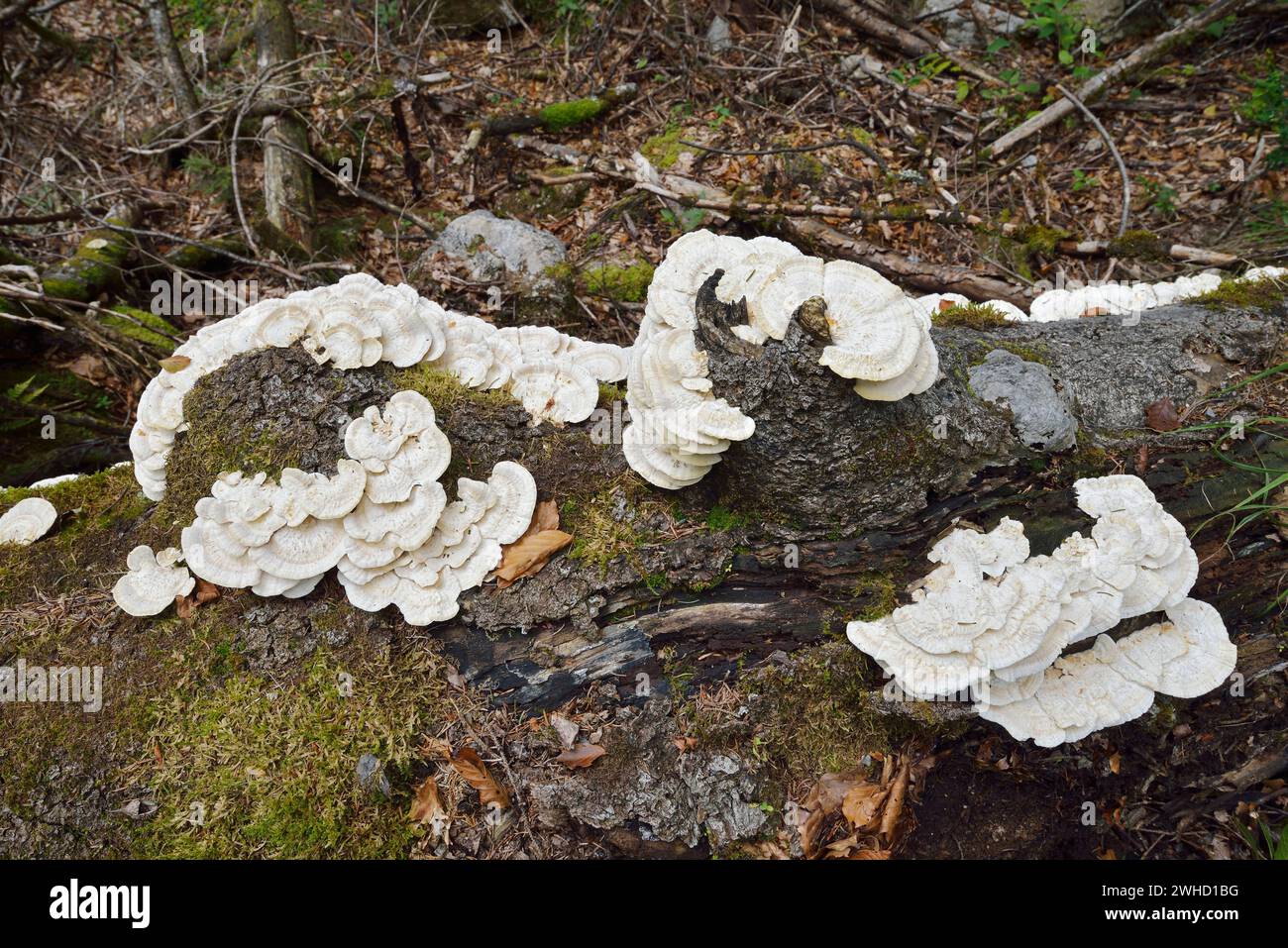 Velvety bracket (Trametes pubescens) on dead wood, Salzburger Land ...