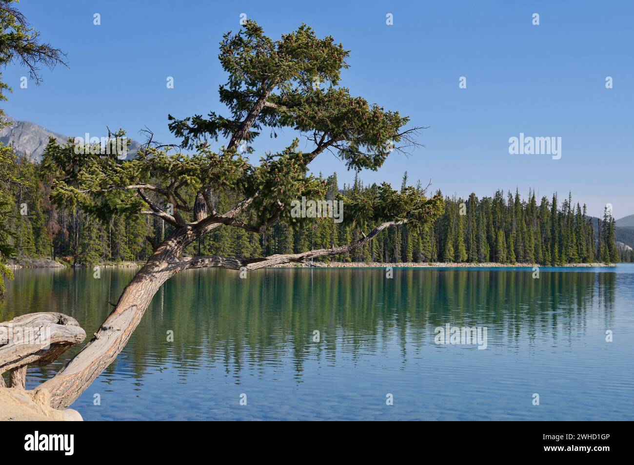 Lake Lac Beauvert, Jasper National Park, Alberta, Canada Stock Photo ...