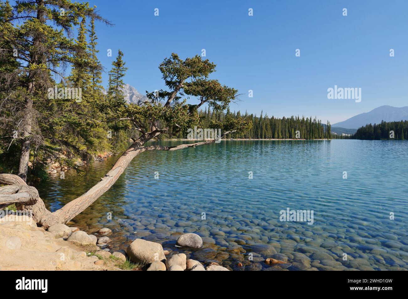 Lake Lac Beauvert, Jasper National Park, Alberta, Canada Stock Photo ...