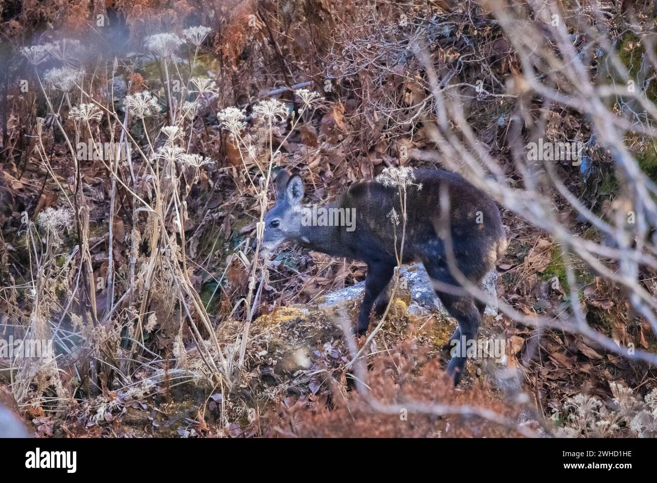 Himalayan Musk Deer, Moschus leucogaster, Pangolakha Wildlife Sanctuary ...