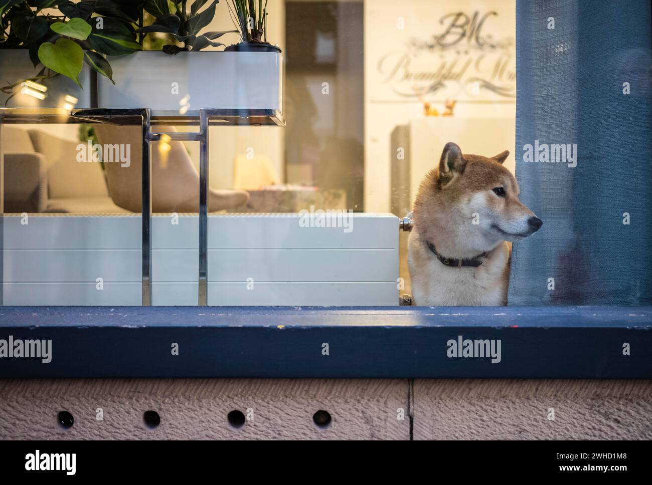 Dog looking curiously out of window, shop window, shop, Stuttgart ...