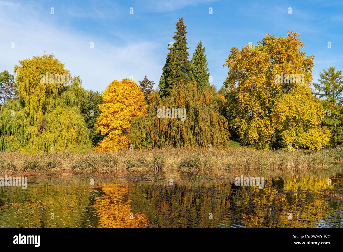 Trees with colourful leaves in autumn by a pond, Wiesenburg Castle Park ...