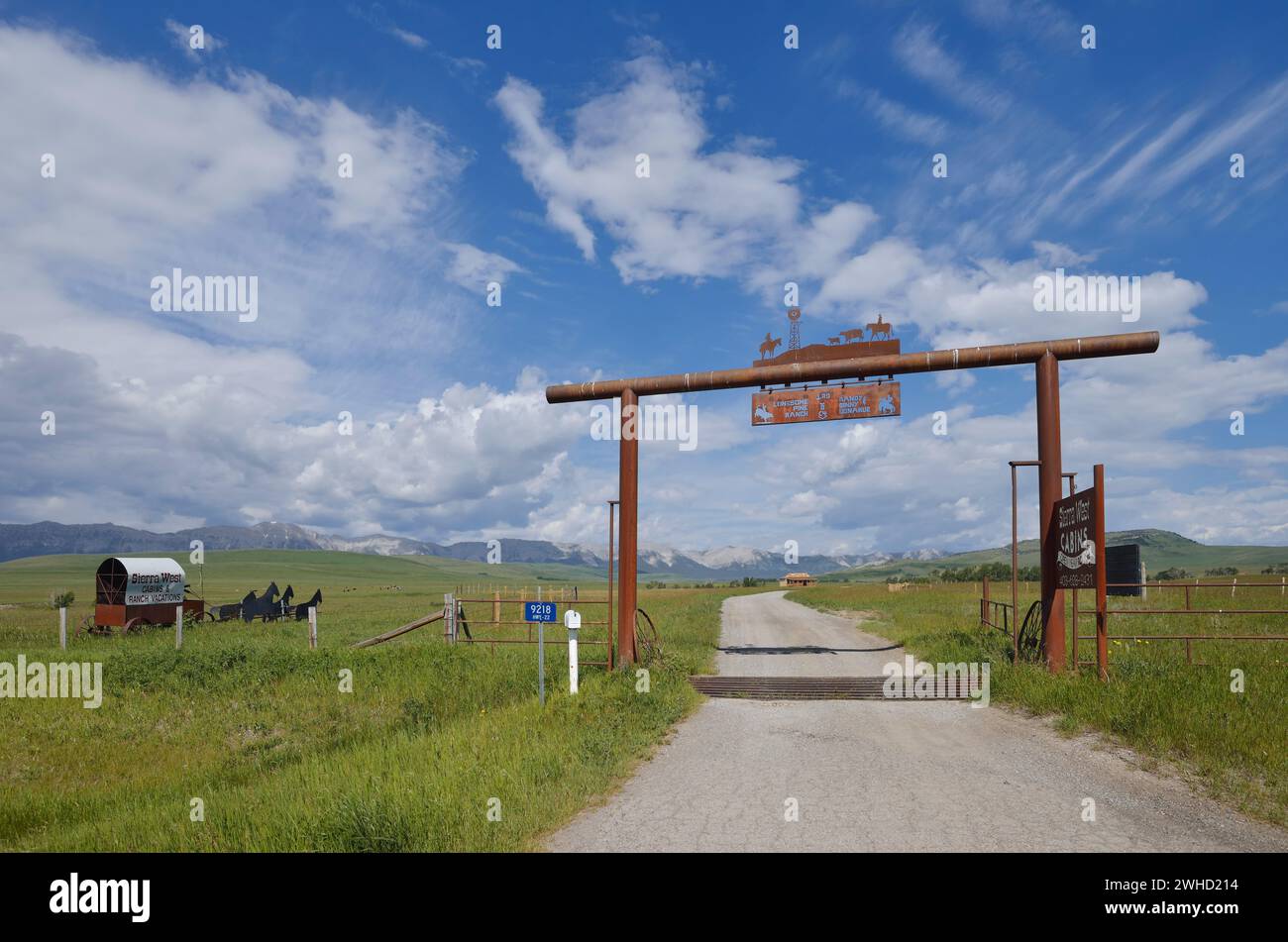 Alberta pine hi-res stock photography and images - Alamy