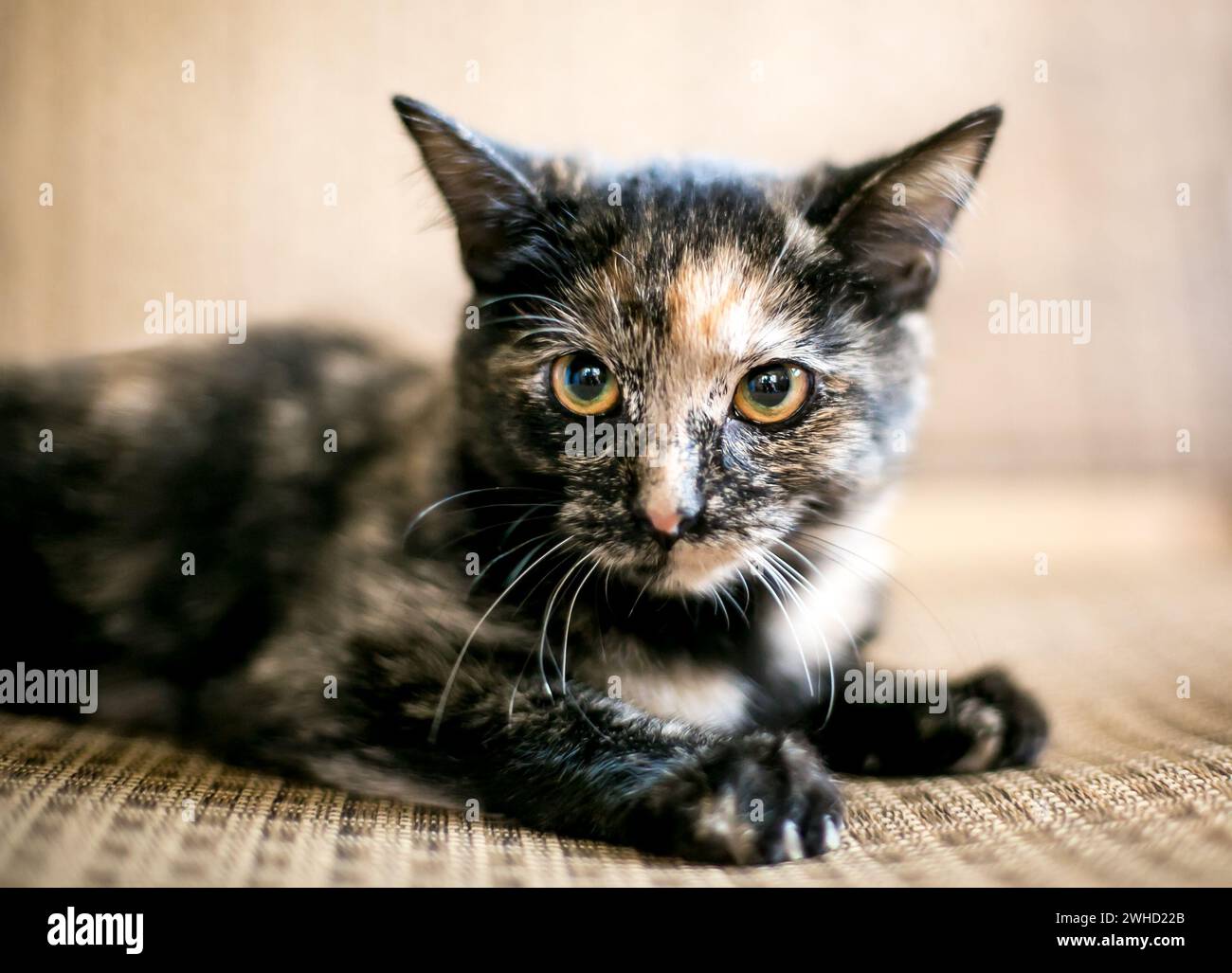 A nervous Tortoiseshell shorthair kitten with an unhappy expression ...