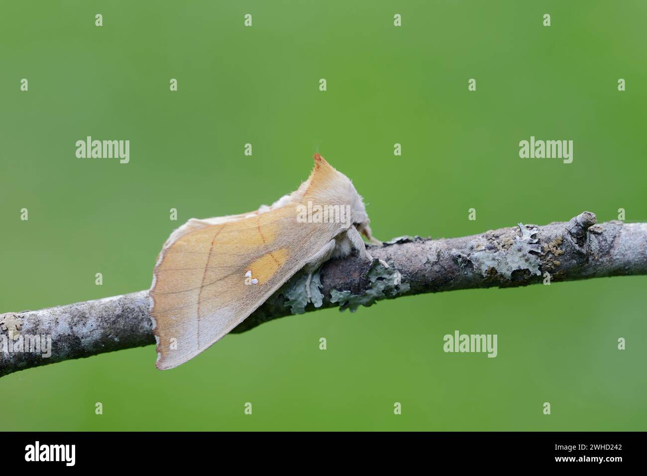 Tooth moth (Nadata gibbosa), Waterton Lakes National Park, Alberta ...