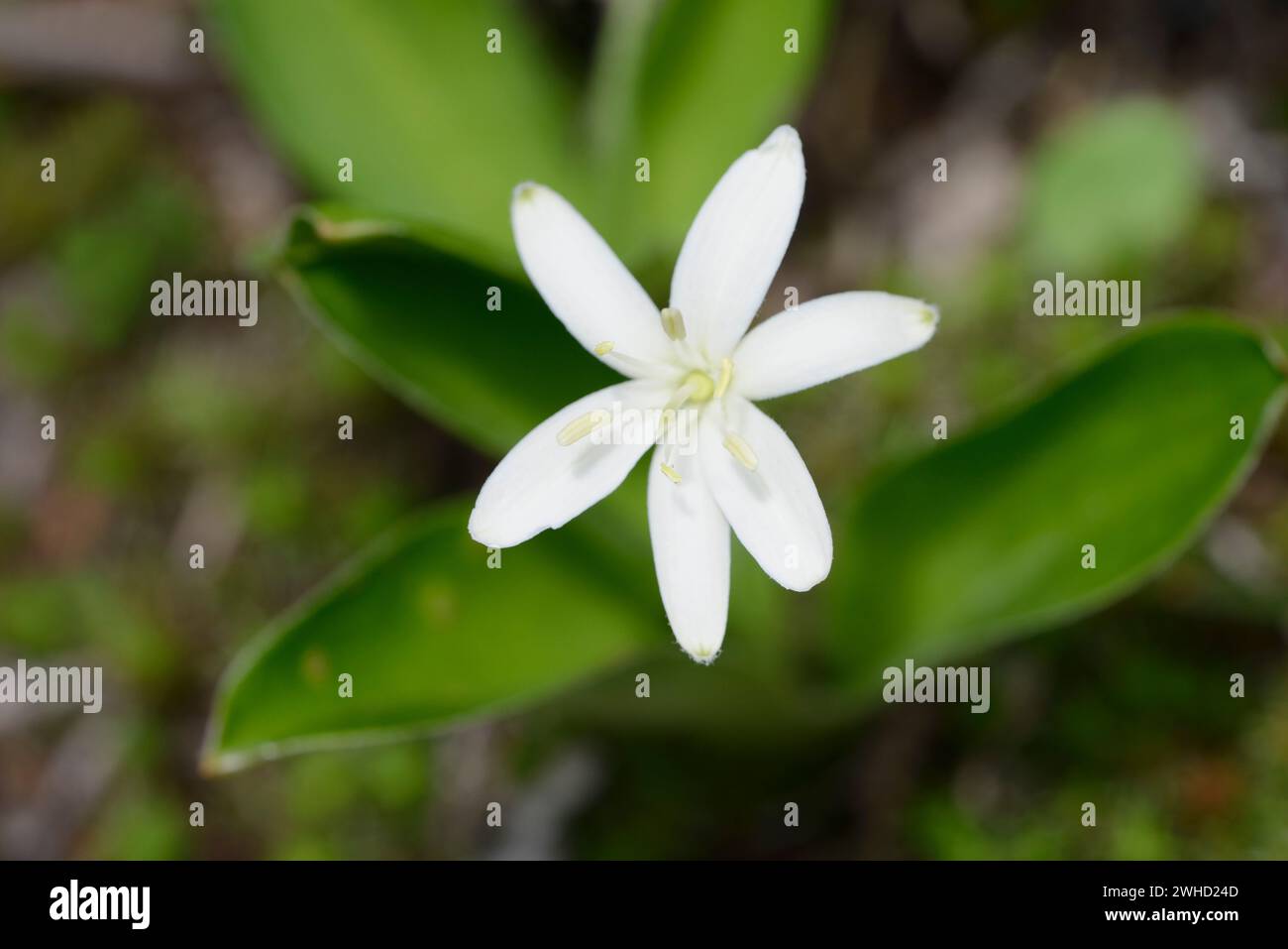 Clintonia (Clintonia uniflora), Waterton Lakes National Park, Alberta ...