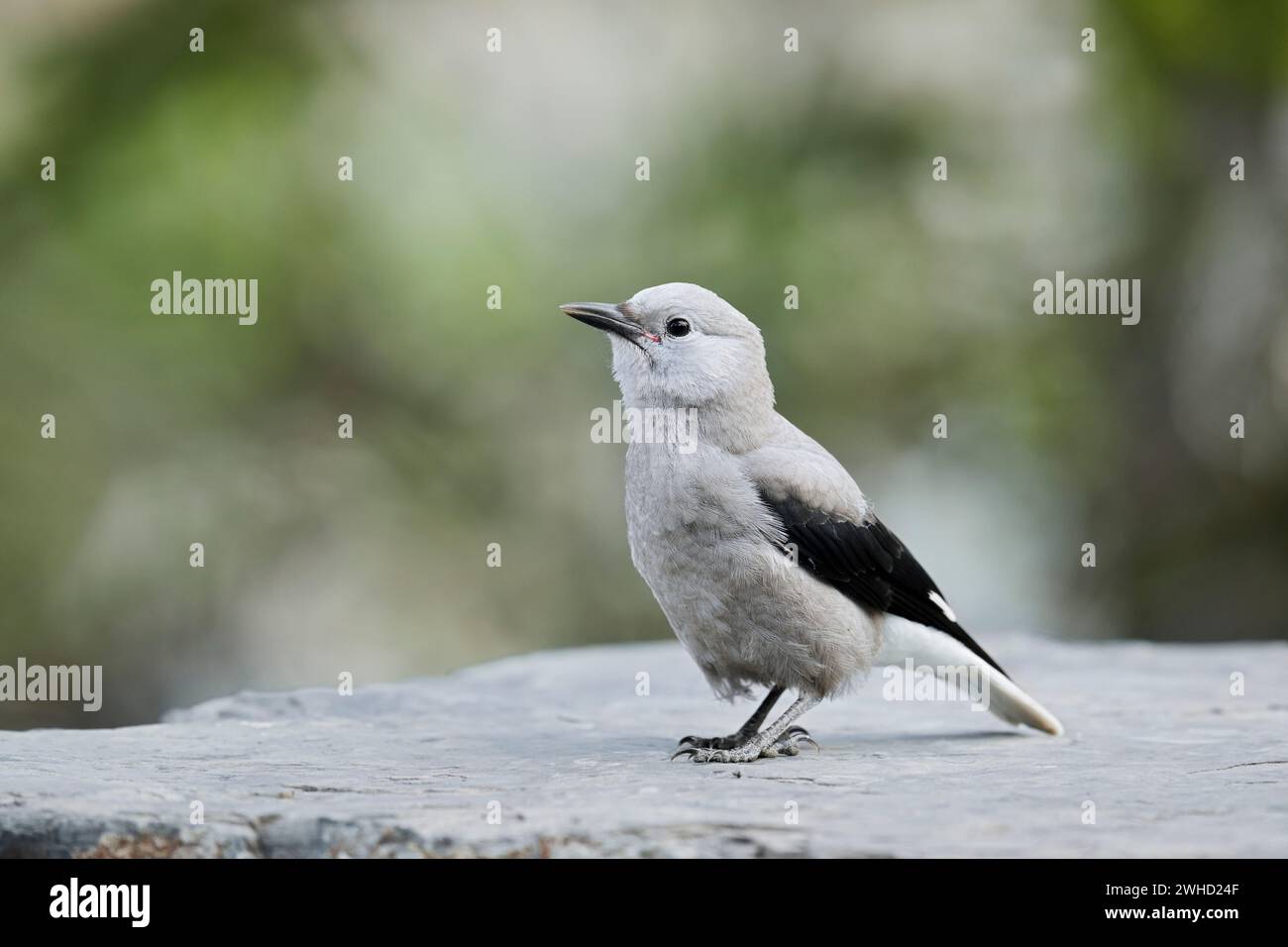 Pine Jay (Nucifraga columbiana), Banff National Park, Alberta, Canada ...
