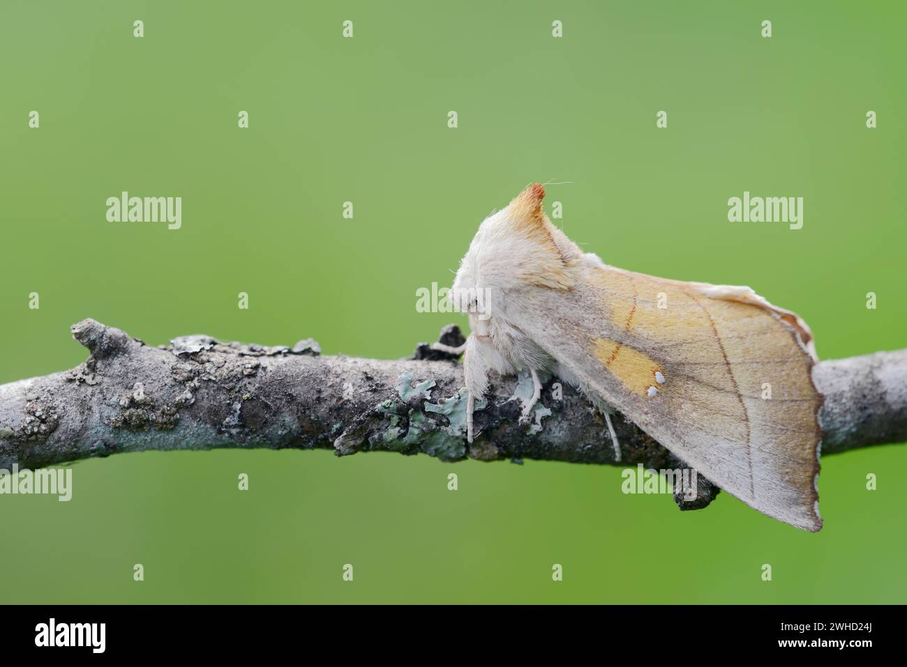 Tooth moth (Nadata gibbosa), Waterton Lakes National Park, Alberta ...