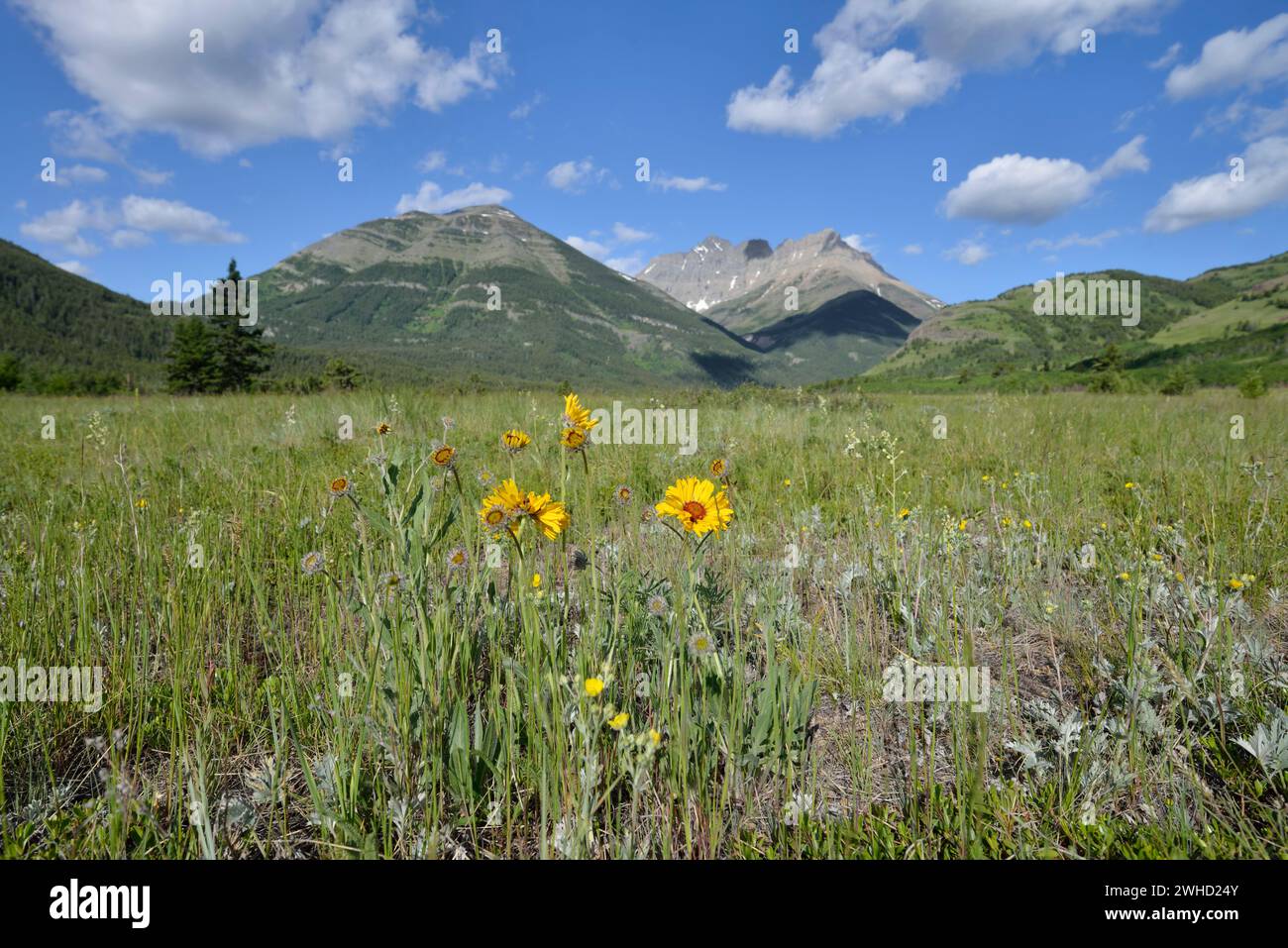 Prairie cocklebur (Gaillardia aristata), Waterton Lakes National Park ...