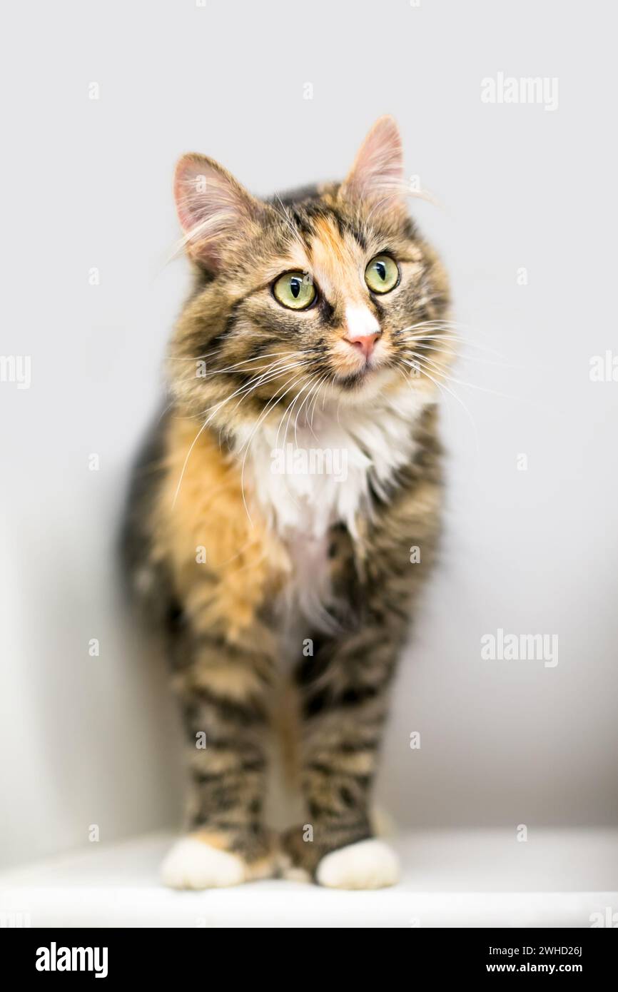 Medium haired tabby cat hi res stock photography and images Alamy