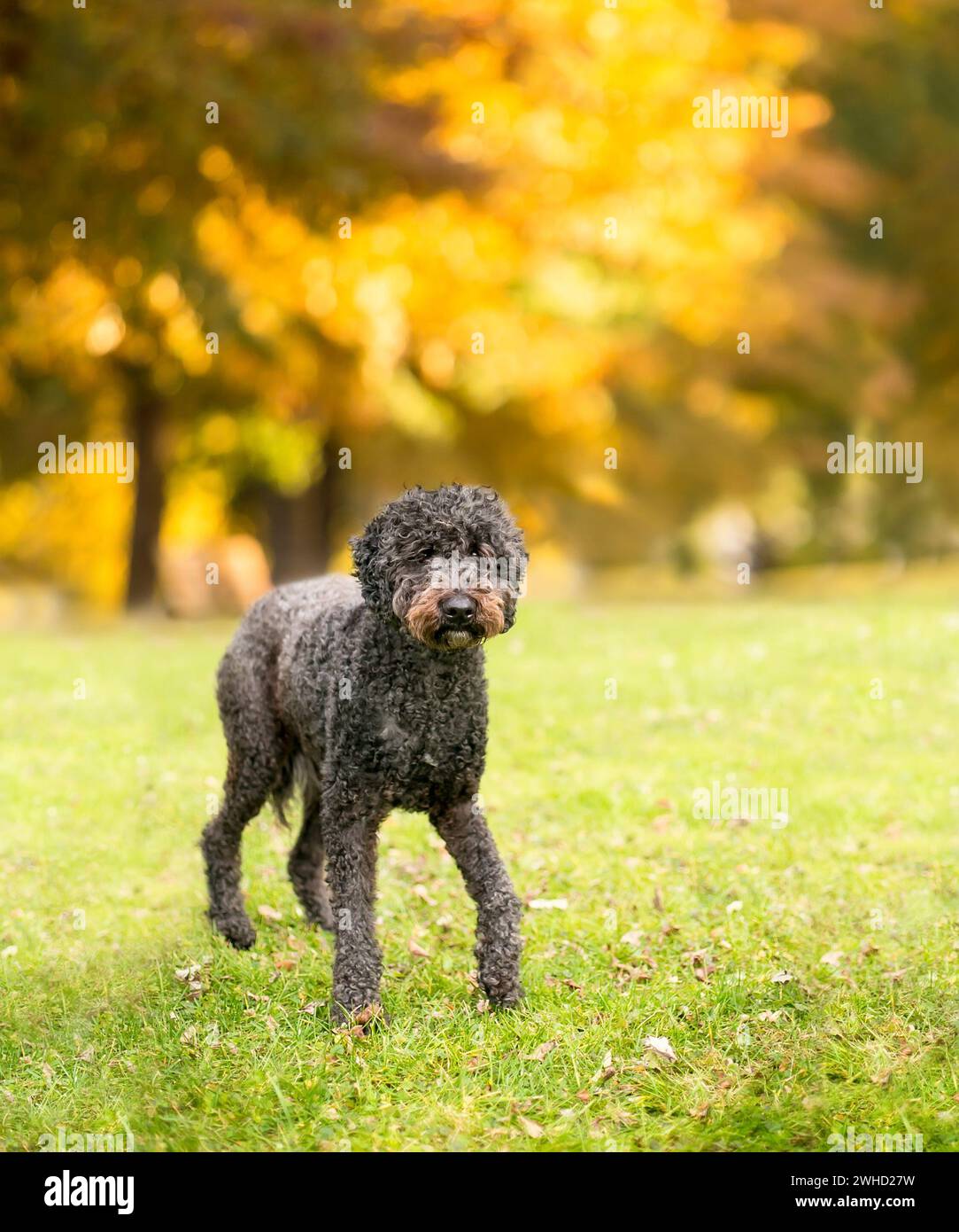 Standard poodle hi-res stock photography and images - Alamy