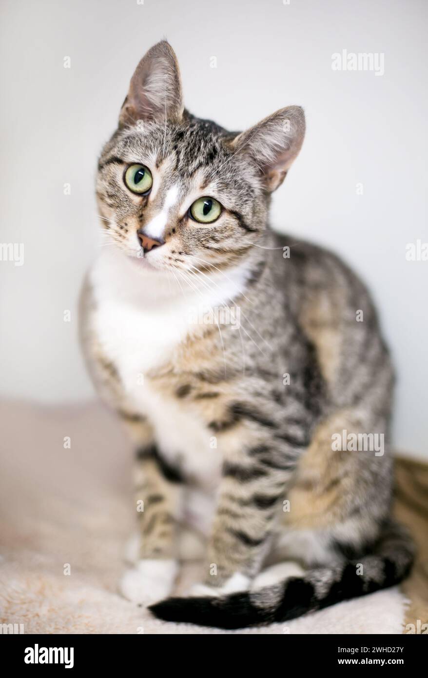 Cat tilt body hi-res stock photography and images - Alamy