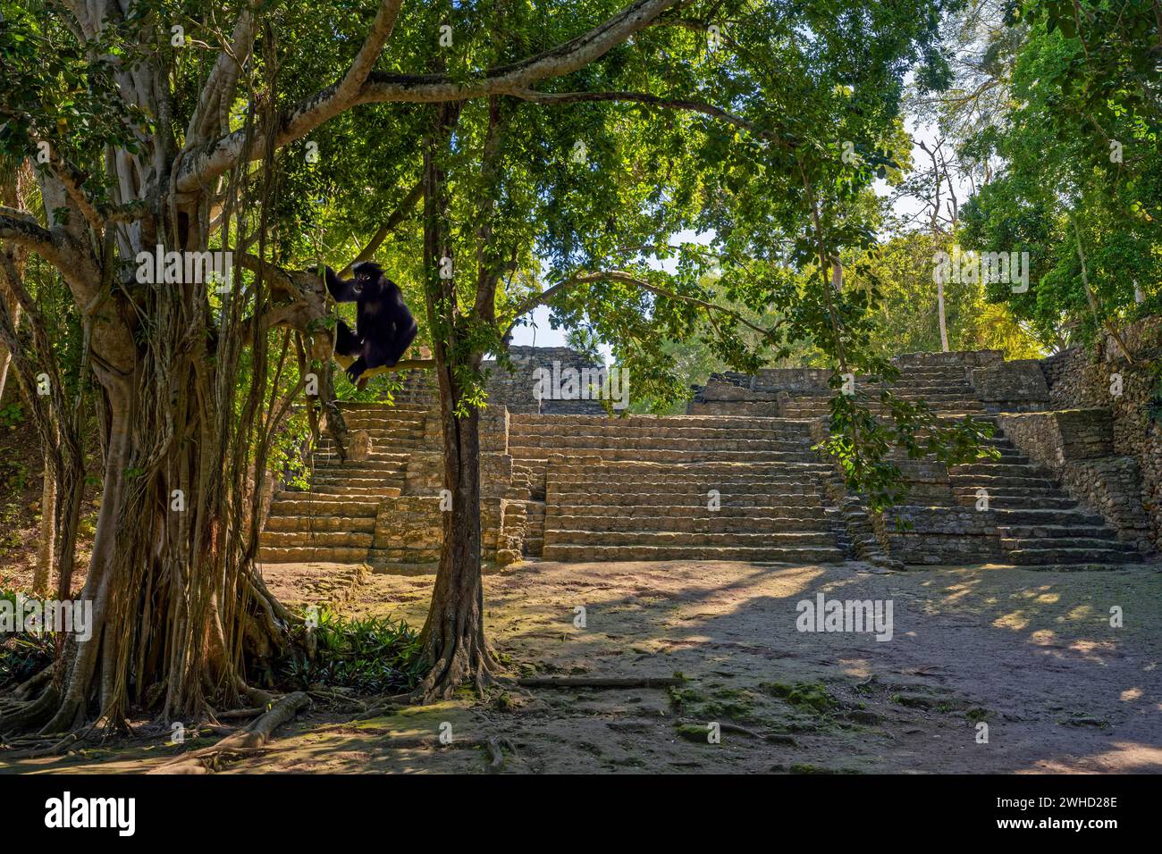 Mayan culture in the jungle with monkey in the tree pyramid Chacchoben ...