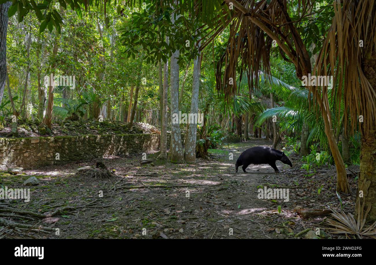 Mayan culture hi-res stock photography and images - Alamy