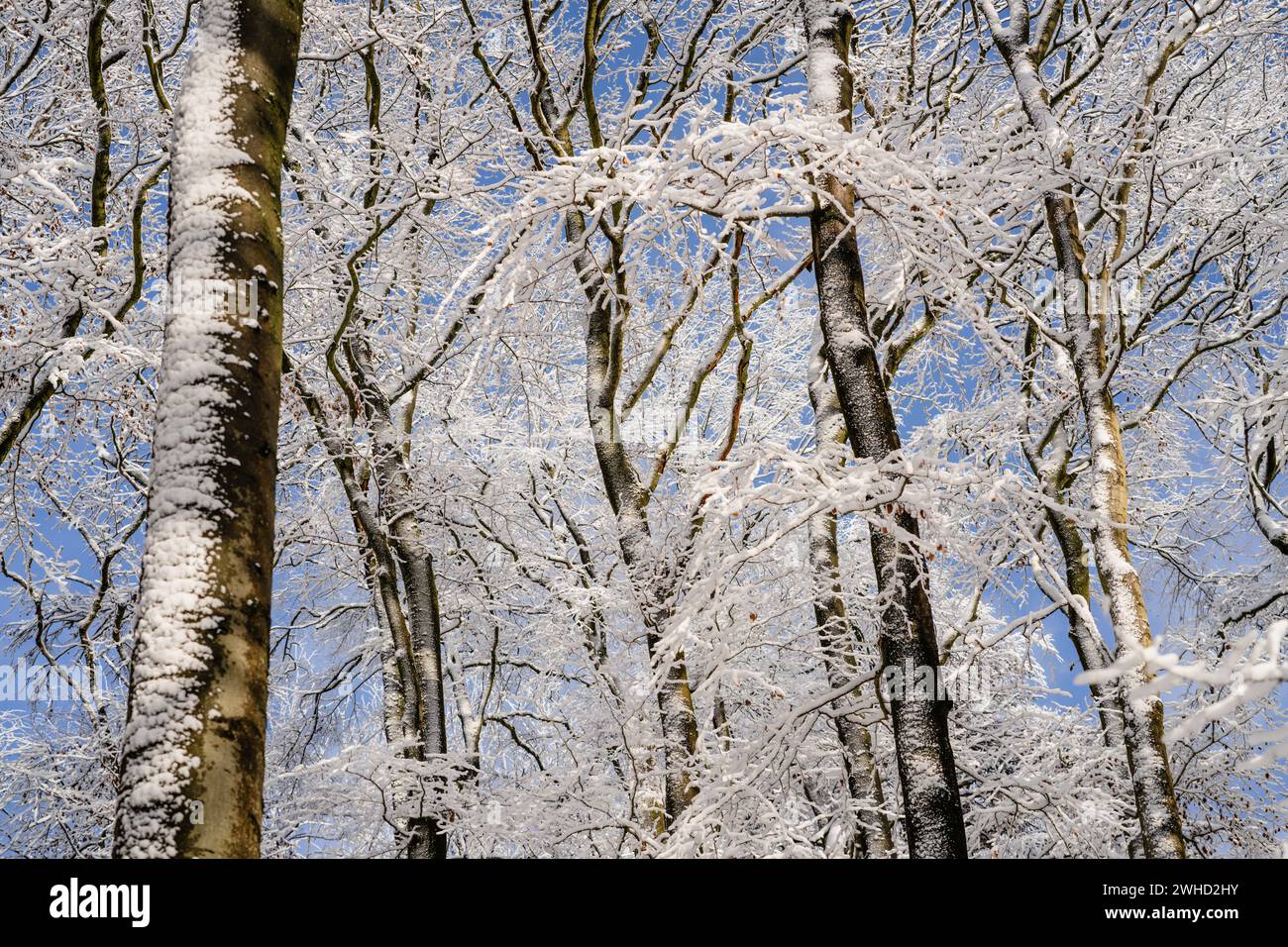 Trunks branches beech trees hi-res stock photography and images - Alamy