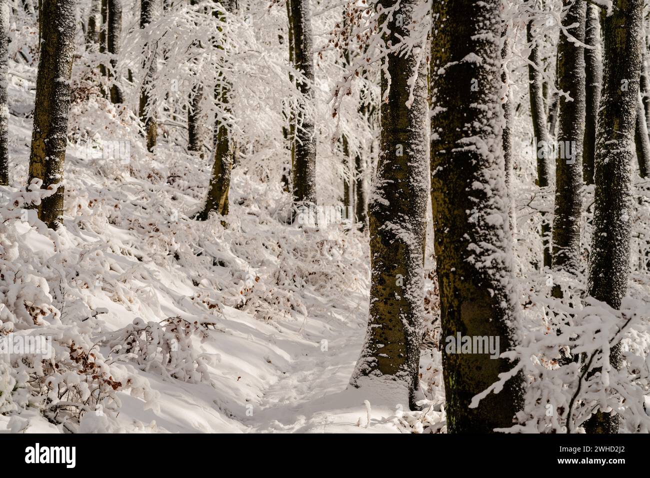 Trees in the winter forest, a path leads through the snow-covered ...