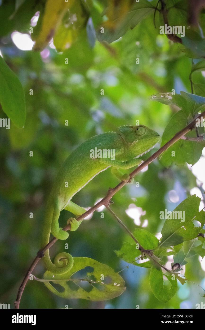 Indian chameleon, Chamaeleo zeylanicus, Odisha, India Stock Photo - Alamy