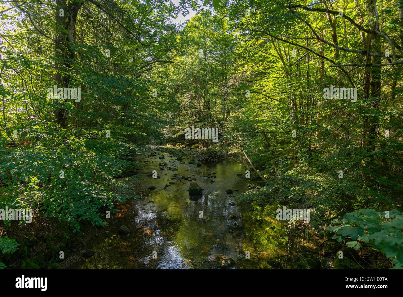 Leckner Ach, Lecknersee, Buckelwiese, municipality of Dornbirn, Wald ...