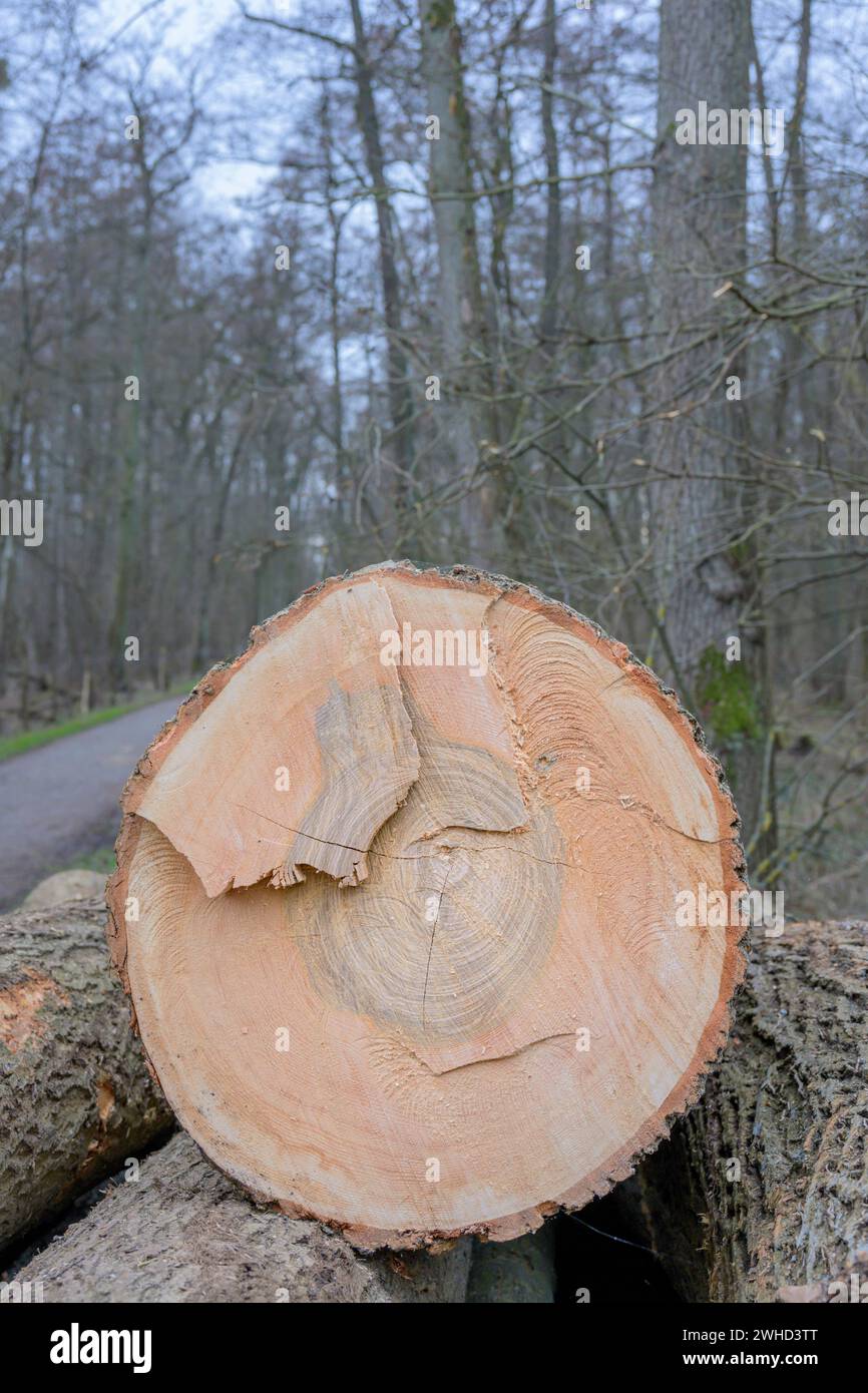 Tree slice hi-res stock photography and images - Alamy