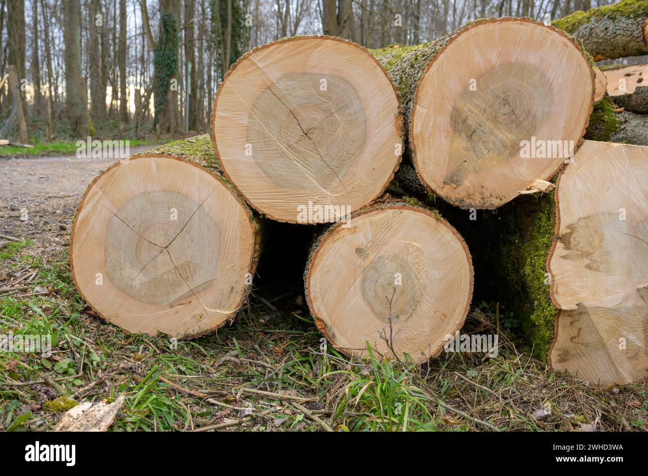 felled tree trunks, cut surface, annual rings, drying cracks Stock ...