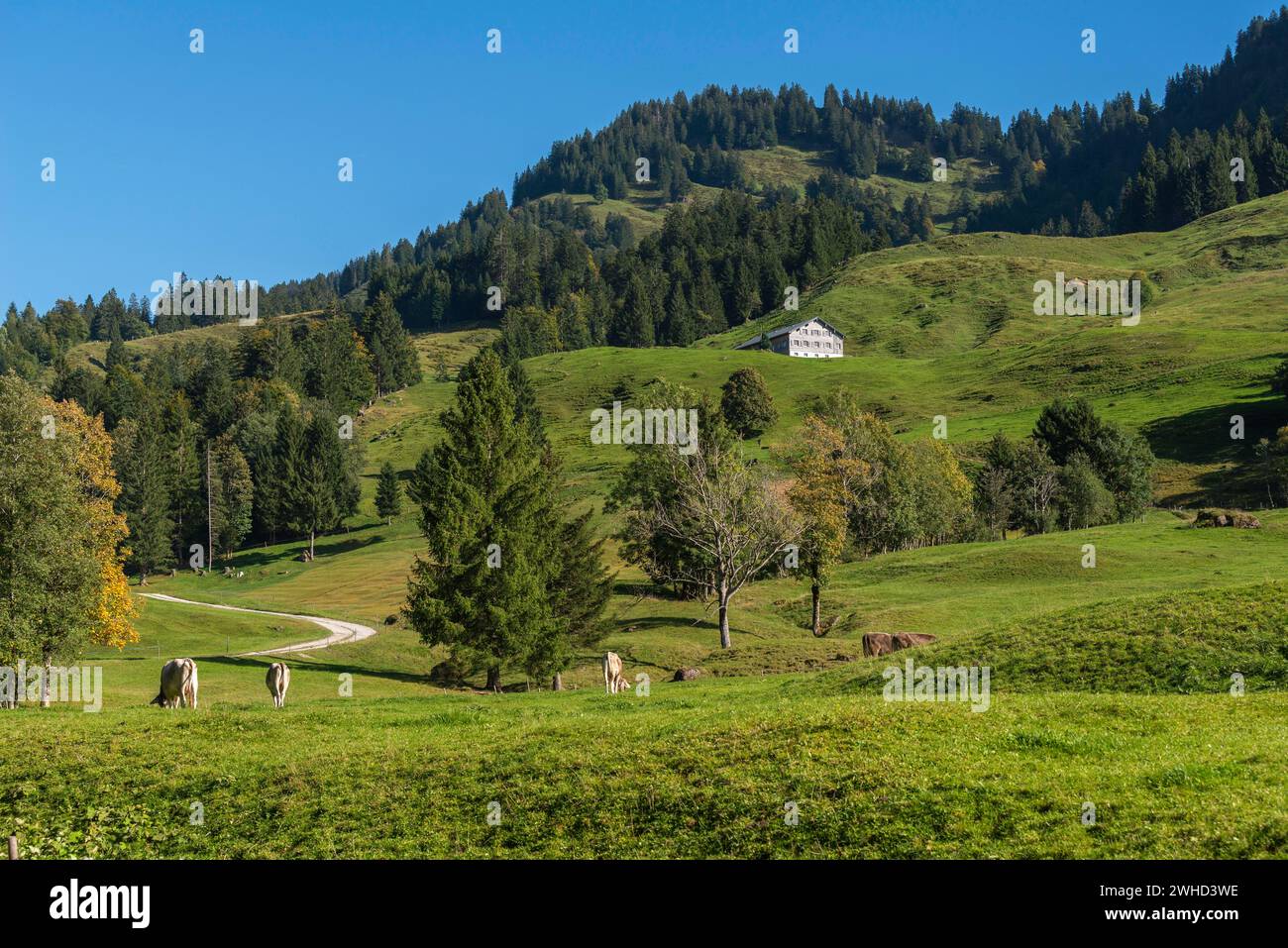 Humpback cows hi-res stock photography and images - Alamy