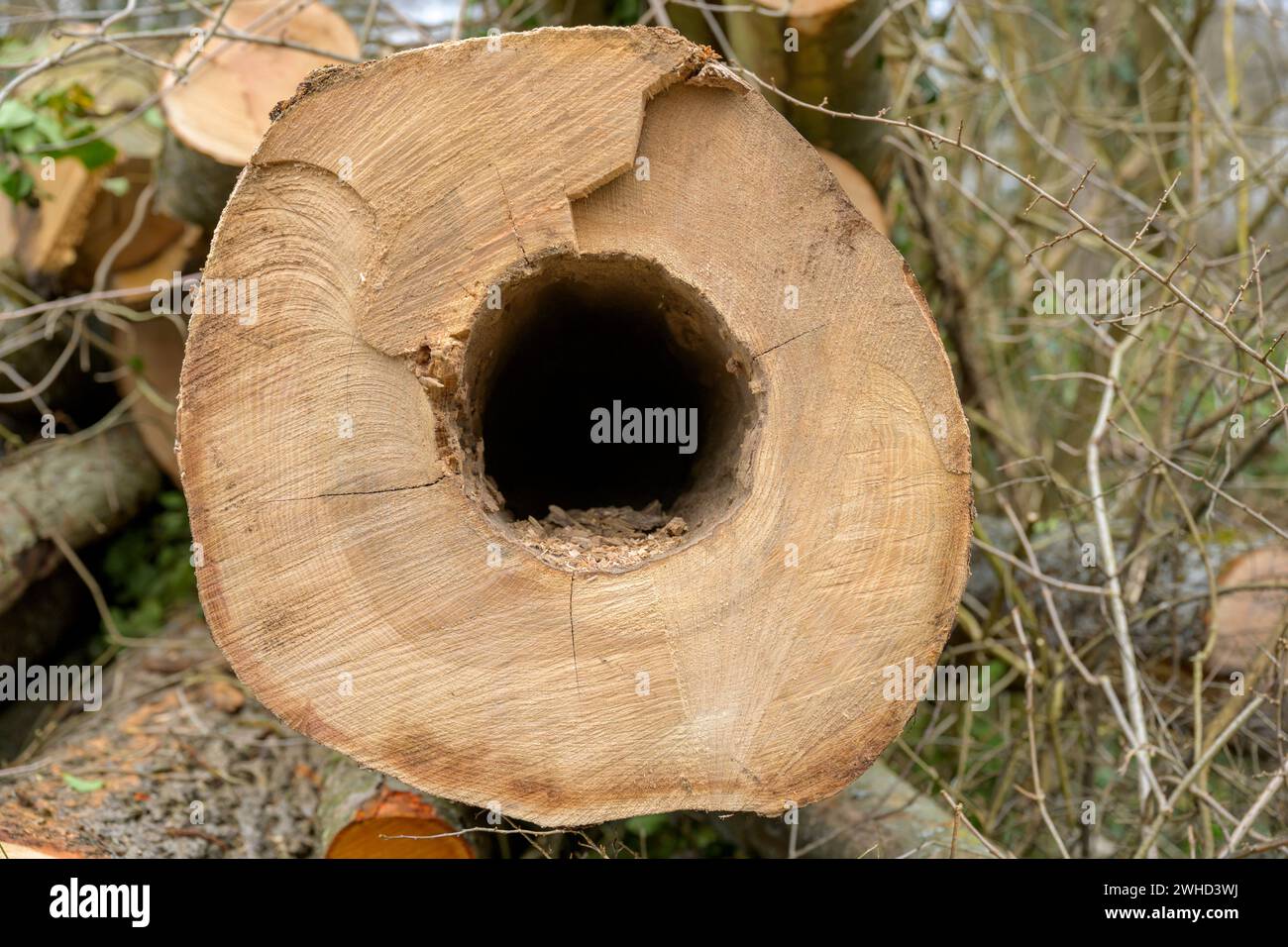 Tree slice hi-res stock photography and images - Alamy