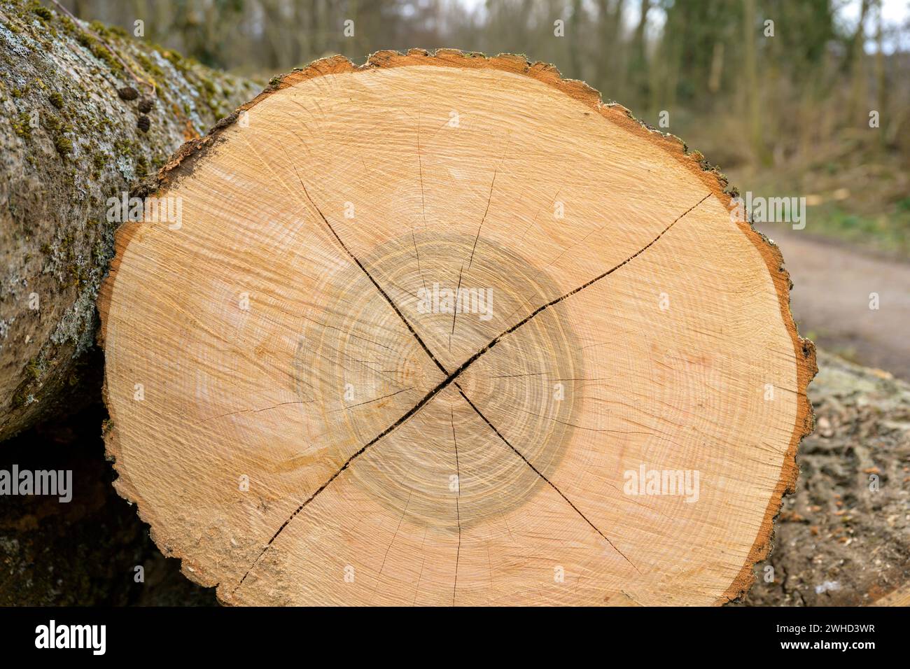 Tree slice with drying cracks Stock Photo - Alamy