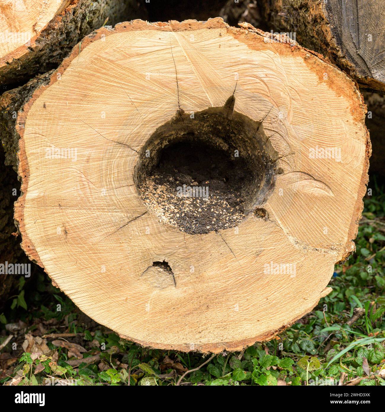Tree slice hi-res stock photography and images - Alamy