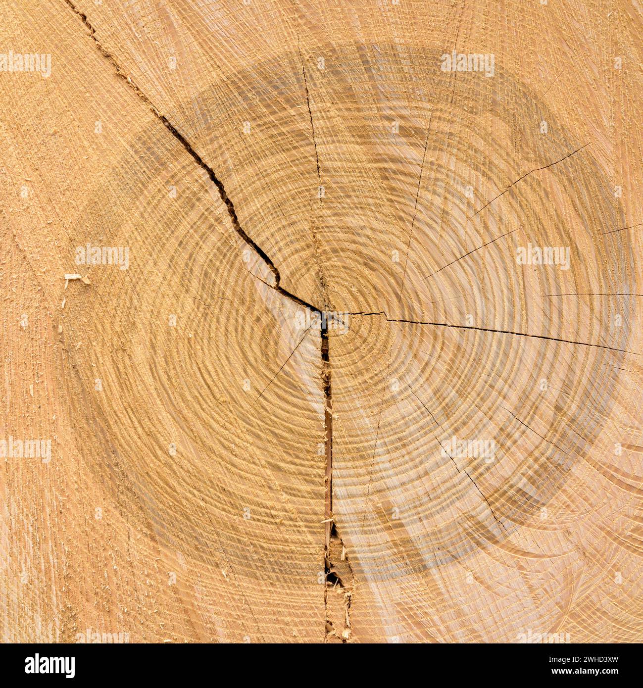 Tree slice hi-res stock photography and images - Alamy